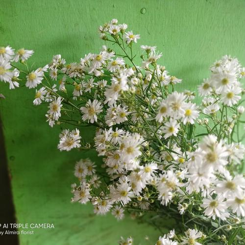 Jual bunga pikok bunga peacok asli segar per 1 ikat ( 10 tangkai ...