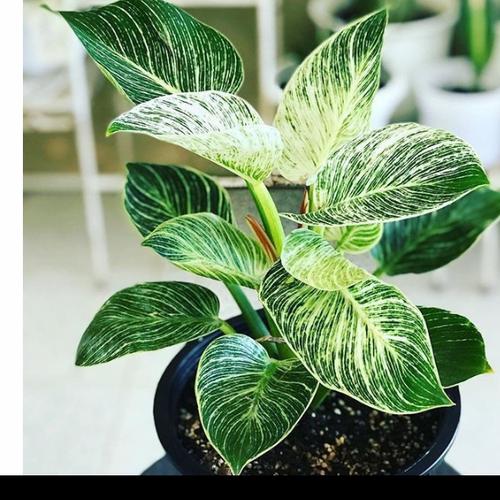 Jual tanaman indoor Philo barkin - Kota Depok - hermawan sukses bersama ...