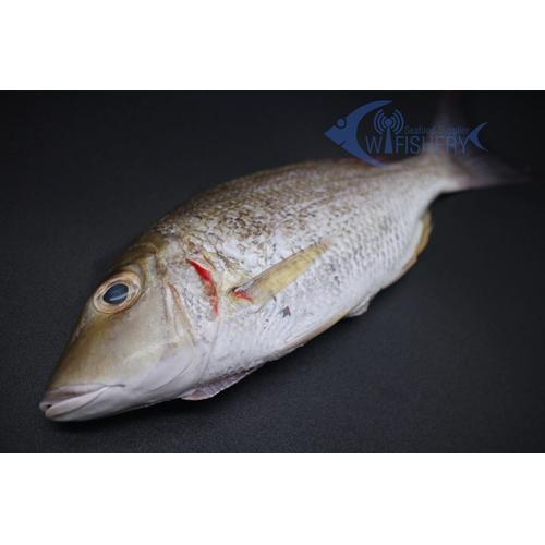Jual Ikan Jangki / Ketambak Utuh Bersih - Emperor Snapper WGGS 400-1,300gr - 400-500gr, Belah ...