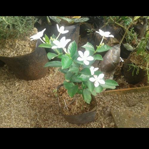 Jual pohon melati Jasmine / bibit melati yasmin - Kab. Bogor - D flora ...