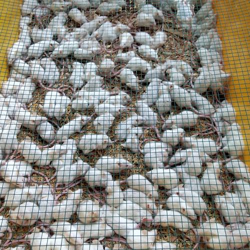Jual MENCIT / TIKUS PUTIH PENELITIAN DAN PAKAN - Kota Bandung - sahabat ...