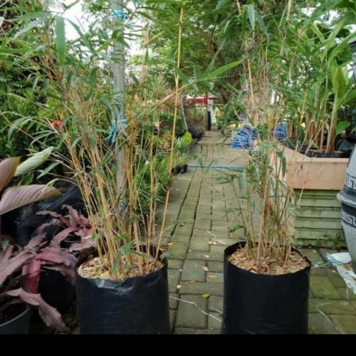 Jual TANAMAN HIAS BAMBU KUNING MINI/ POHON BAMBU KUNING MINI - Jakarta ...