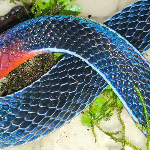Jual ular cabai besar/blue malayan coral snake/calliophis bivirgata ...