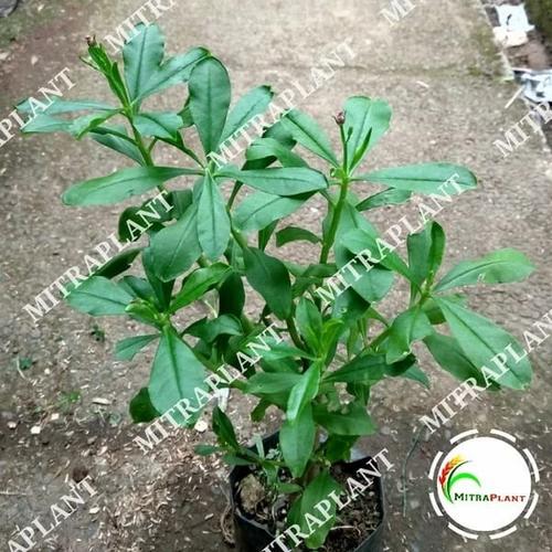 Jual Bibit Tanaman Ginseng Jawa - Pohon Ginseng Jawa - Tanaman Herbal ...