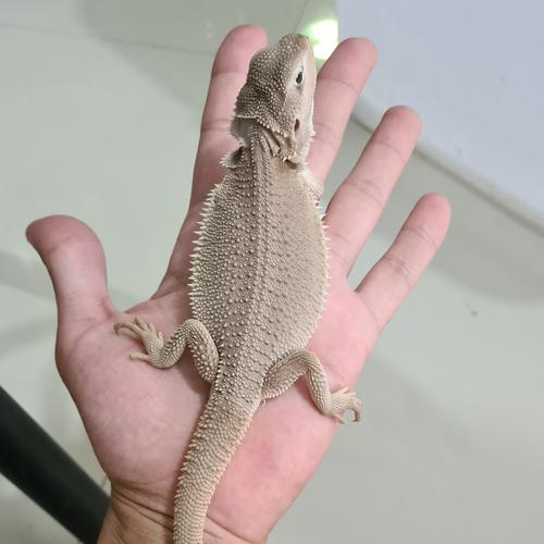Jual bearded dragon zero het hypo 30cm - Kab. Subang - 33reptilefarm ...