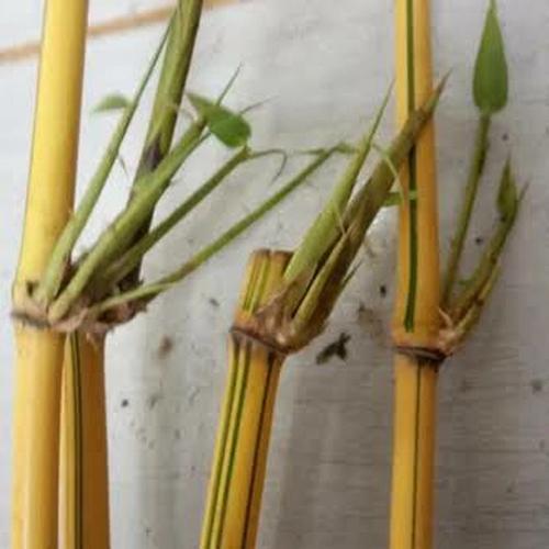 Jual tanaman hias bambu kuning stek jenis mini - Jakarta Selatan ...
