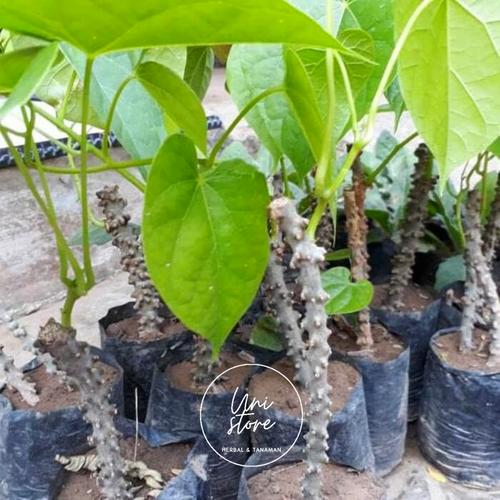 Jual Bibit stek tanaman herbal batrawali - brotowali - bratawali - Kab ...
