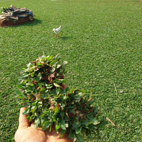 Jual Rumput gajah mini murah 100cm/1 meter - jual rumput gajah mini ...