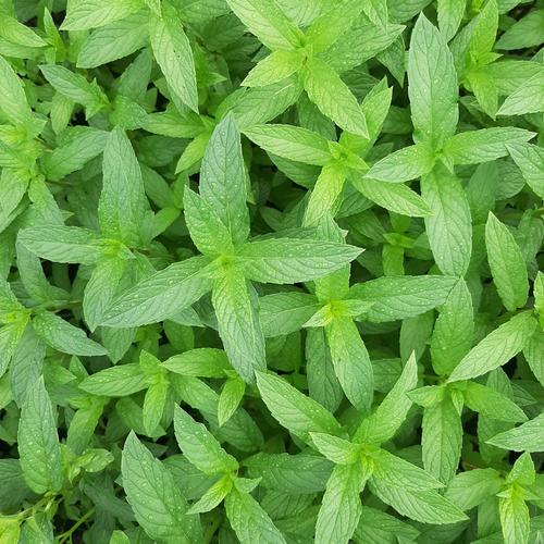 Jual Paket bibit daun mint, 4 Jenis Daun Mint, Daun Mint - Kab ...