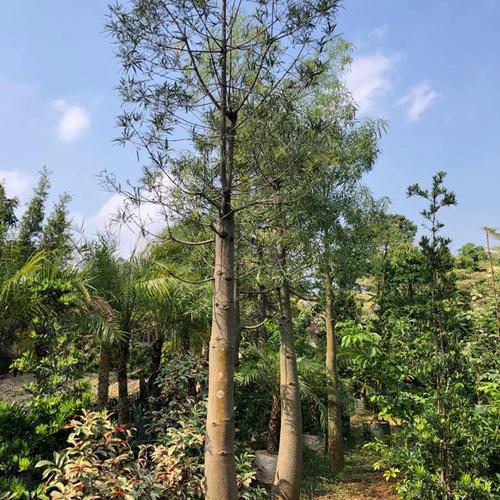 Jual Pohon Bottle Tree Termurah - Kab. Bogor - Green Nursery 1 | Tokopedia