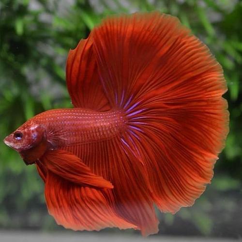 Jual Ikan Cupang Giant Halfmoon Rosetail Super Red Male Full Block ...