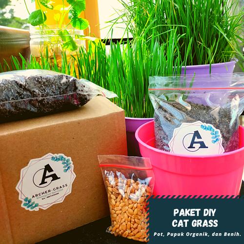 Jual DIY Rumput Kucing / Cat Grass - Paket Rumput Gandum Lengkap. - Pot ...