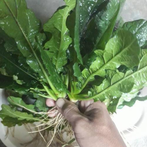 Jual Tanaman herbal tapak liman daun tapak liman segar dikirim dengan ...