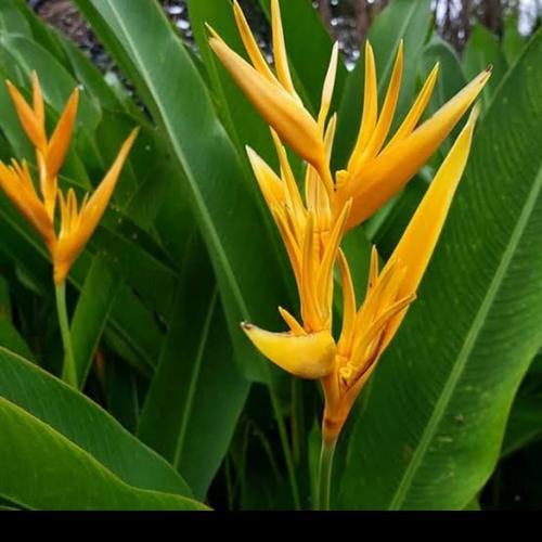 Jual tanaman pisang pisangan golden/ tanaman heliconia - Kab. Bogor ...