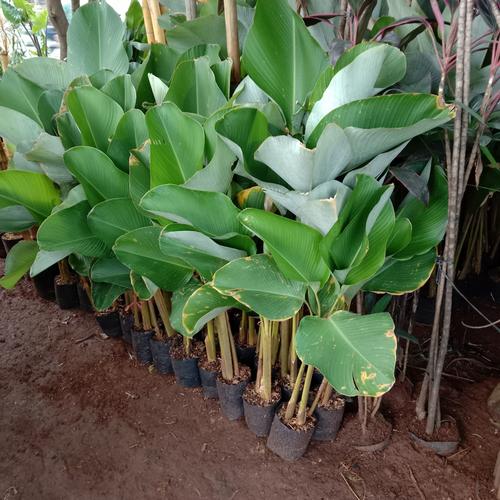 Jual tanaman calathea pisang luthea - tanaman calathea lutea - 100-130 ...