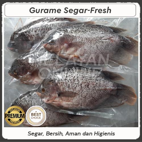 Jual Ikan GUrame Segar- Fresh / Ikan Segar (Bersih sisik dan isi perut ...