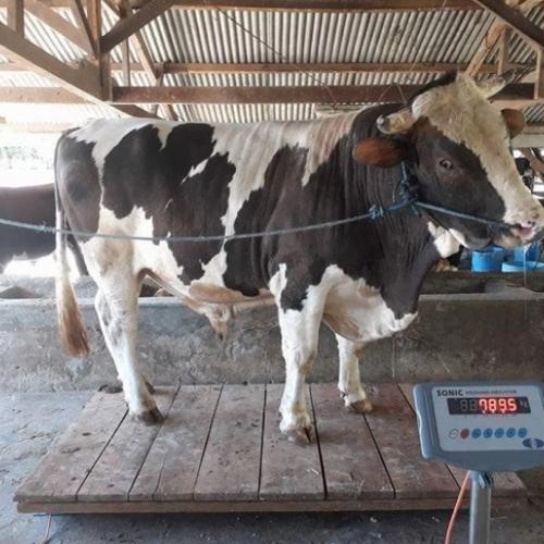 Jual TIMBANGAN Sapi Portable Loadbar 2Ton X 0.5Kg - Kab. Tangerang ...