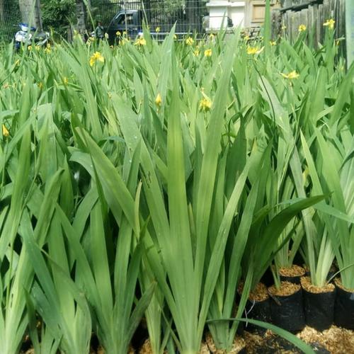 Promo TANAMAN HIAS IRIS | POHON AIRIS | TANAMAN PAGAR - Kota Tangerang ...