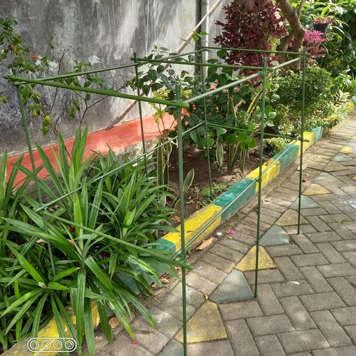 Jual Rambatan Tanaman Anggur set 150cm - Kab. Sidoarjo - KEBUNMU ...