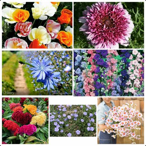 Jual Paket Hemat 7 Jenis Benih Biji Bunga Poppy Krisan Larkspur Chicory ...