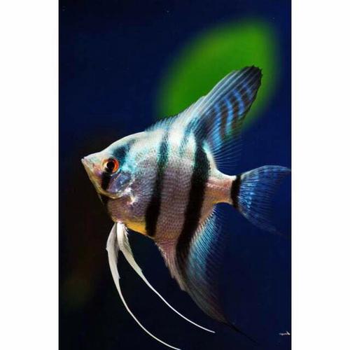 Jual Man Fish Blue Pinoy - Kota Depok - Ikan_nih | Tokopedia