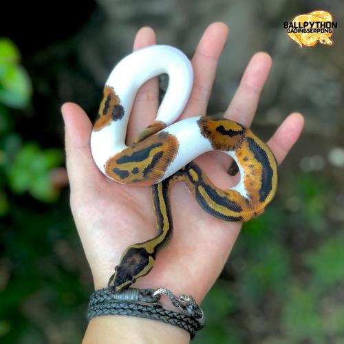 Jual Ball python pied emoticon Halloween - Kab. Tangerang ...