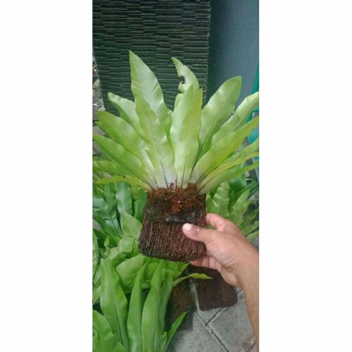 Jual kadaka lokal / kadaka biasa / kadaka tempel - Kab. Pangandaran ...