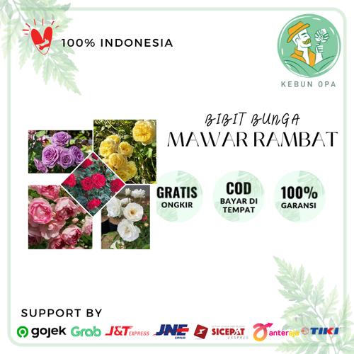 Jual Mawar Rambat Bibit Bunga Climbing Rose Tanaman Hidup Banyak Warna ...