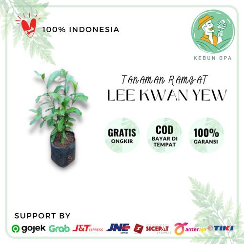 Jual Tanaman Merambat Lee Kwan Yew lee kwan yu lekwanyu - Kota Malang ...