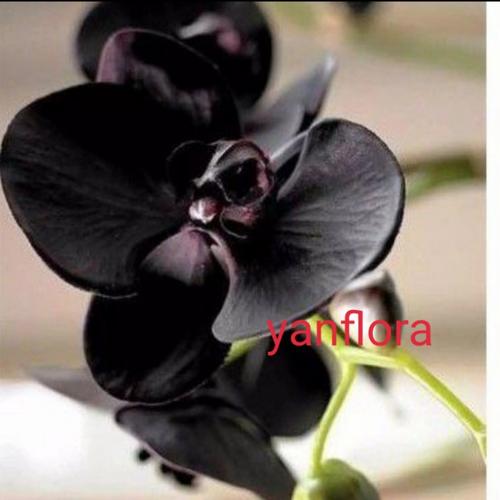 Jual promo!! tanaman hias bibit anggrek-pohon bunga anggrek hitam Papua ...