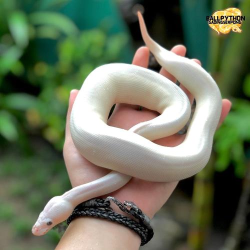 Jual Ballpython Lucy / ball python blue eyed leucistic - Kab. Tangerang ...