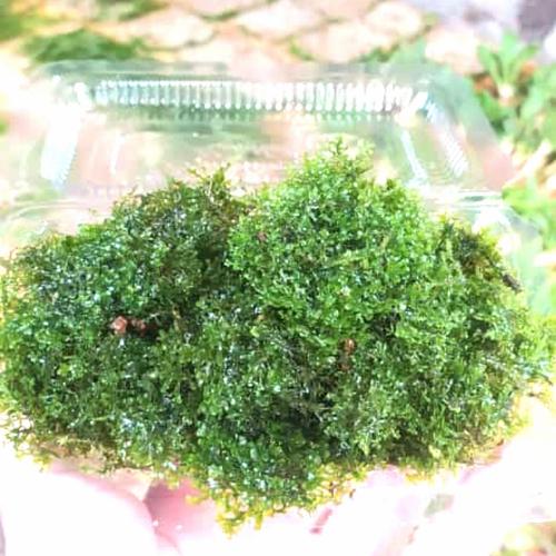 Jual moss ricardia aquascape mika - Kab. Bogor - eshan aquatic | Tokopedia