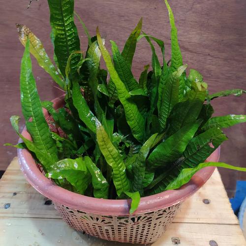 Jual java fern kadaka microsorum pteropus perbesek aquascape paludarium ...