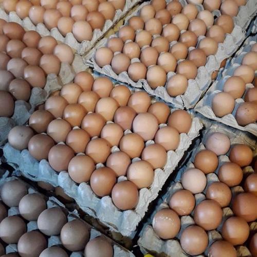Jual Telur Standar - Kota Makassar - Telurmakassar | Tokopedia