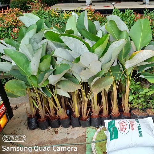 Jual Tanaman hias pisang calathea / pisang pisangan / calathea lutea ...