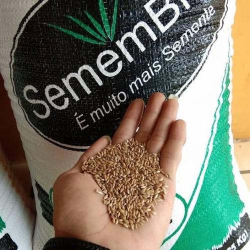 Jual Benih biji rumput signal grass biji rumput pakan ternak ...