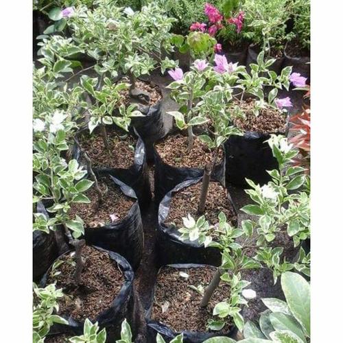 Jual Bibit Tanaman Bunga Bougenville 3 Warna / Bugenfil 1 Pohon 3 Warna ...