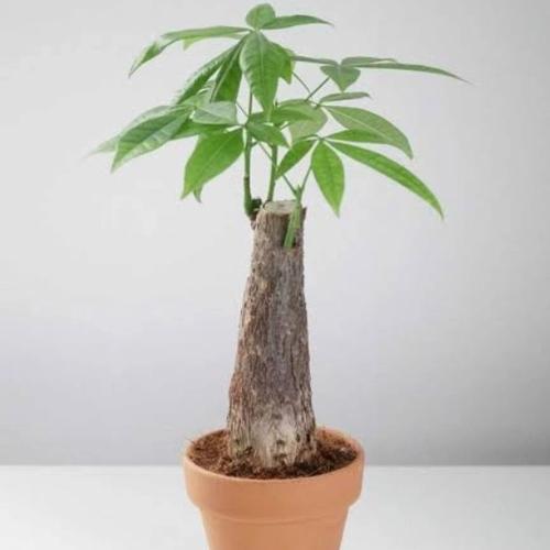 Jual Pachira Money Tree pohon rejeki Pohon Uang Fengsui - batang besar ...