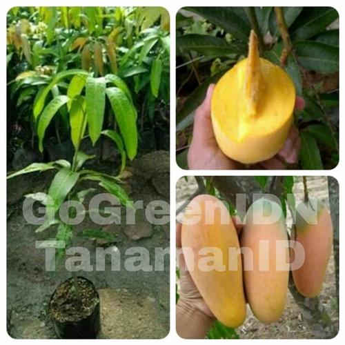 Jual Bibit Tanaman Mangga Chokanan | Mangga Cokanan Hasil Okulasi - Kab ...