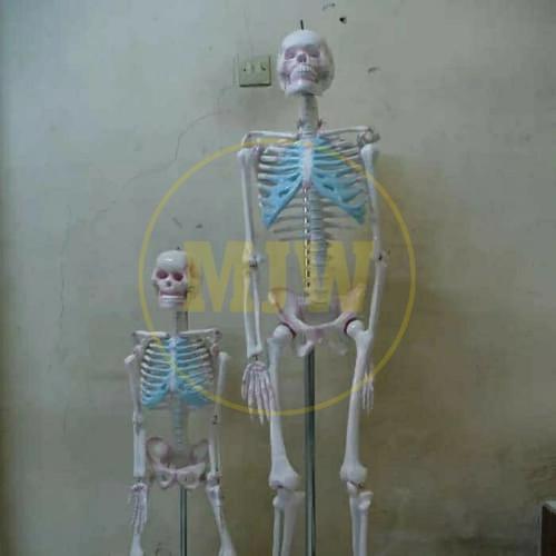 Jual model kerangka manusia mini - alat peraga pendidikan - torso ... Jual model kerangka manusia mini - alat peraga pendidikan - torso ...