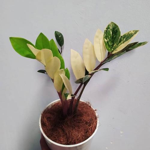 Jual tanaman hias zamia dolar varigata - zamia culcas variegata - zz ...