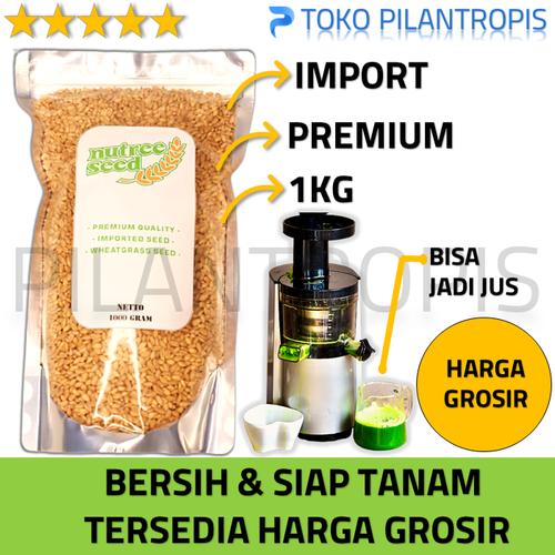 Jual BENIH WHEATGRASS 1KG BIBIT RUMPUT GANDUM BIJI WHEAT GRASS ...