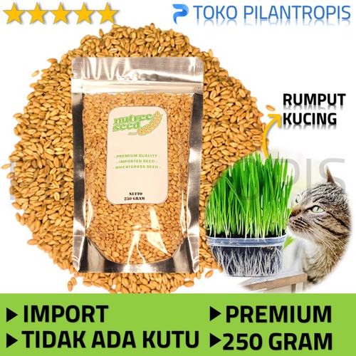Jual BENIH WHEATGRASS 250GR BIBIT RUMPUT GANDUM BIJI CAT GRASS ...