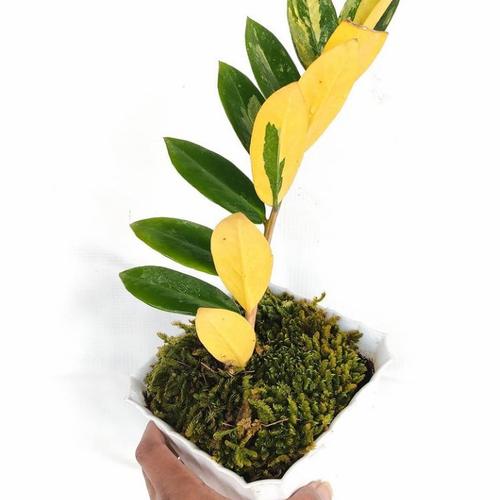 Jual tanaman hias zamia culcas variegata - zamia dolar varigata - zz ...