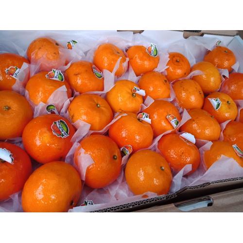 Jual FRESH JERUK WOGAN MANIS BANYAK AIR SEGAR ADA BIJI 9 KG ( PERDUS ...