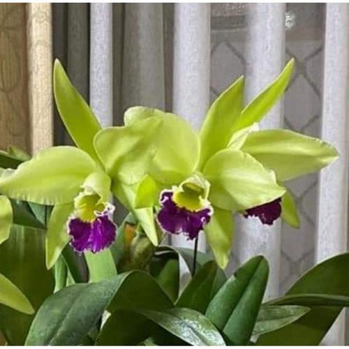 Jual Pohon Anggrek Cattleya Bunga Hijau Lidah Ungu Dewasa Siap Spike ...