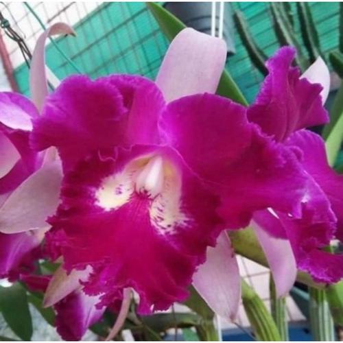 Jual Pohon Anggrek Cattleya Dewasa Siap Spike Bunga Pink - Kota Depok ...