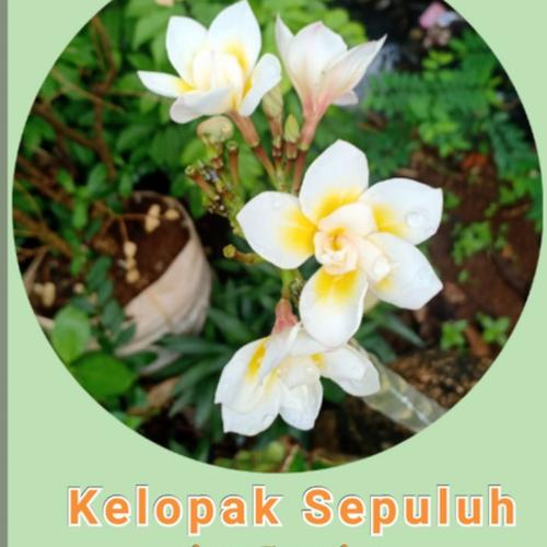 Jual Stek Pohon Kamboja (plumeria) kelopak 10 - Eklusif - Jakarta Barat ...