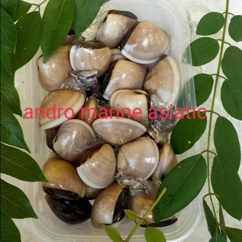 Jual Kerang kepa/tahu kondisi frozen packing 500gr - 1/2 kg - Jakarta ...