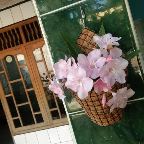 Jual pot bunga bentuk keong/pot kerucut mini - Kab. Kebumen - fadlan ol ...